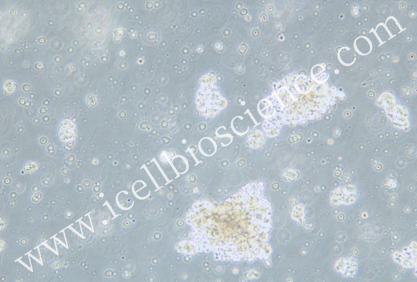 Farage 人B淋巴瘤细胞-原代细胞-STR细胞-细胞培养基-镜像绮点生物