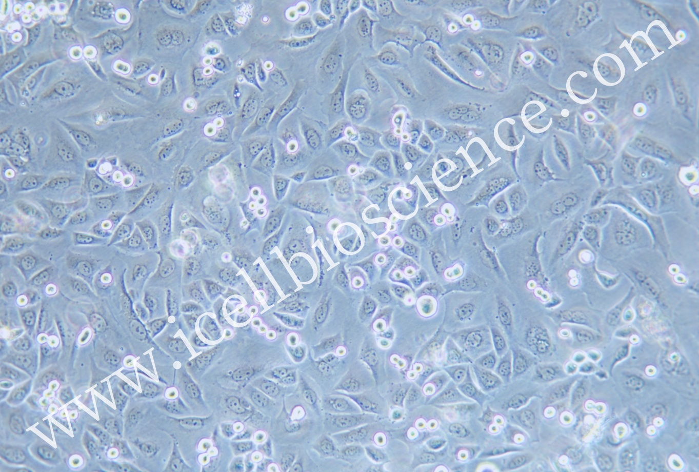 KPL-4 人乳腺癌细胞-原代细胞-STR细胞-细胞培养基-镜像绮点生物