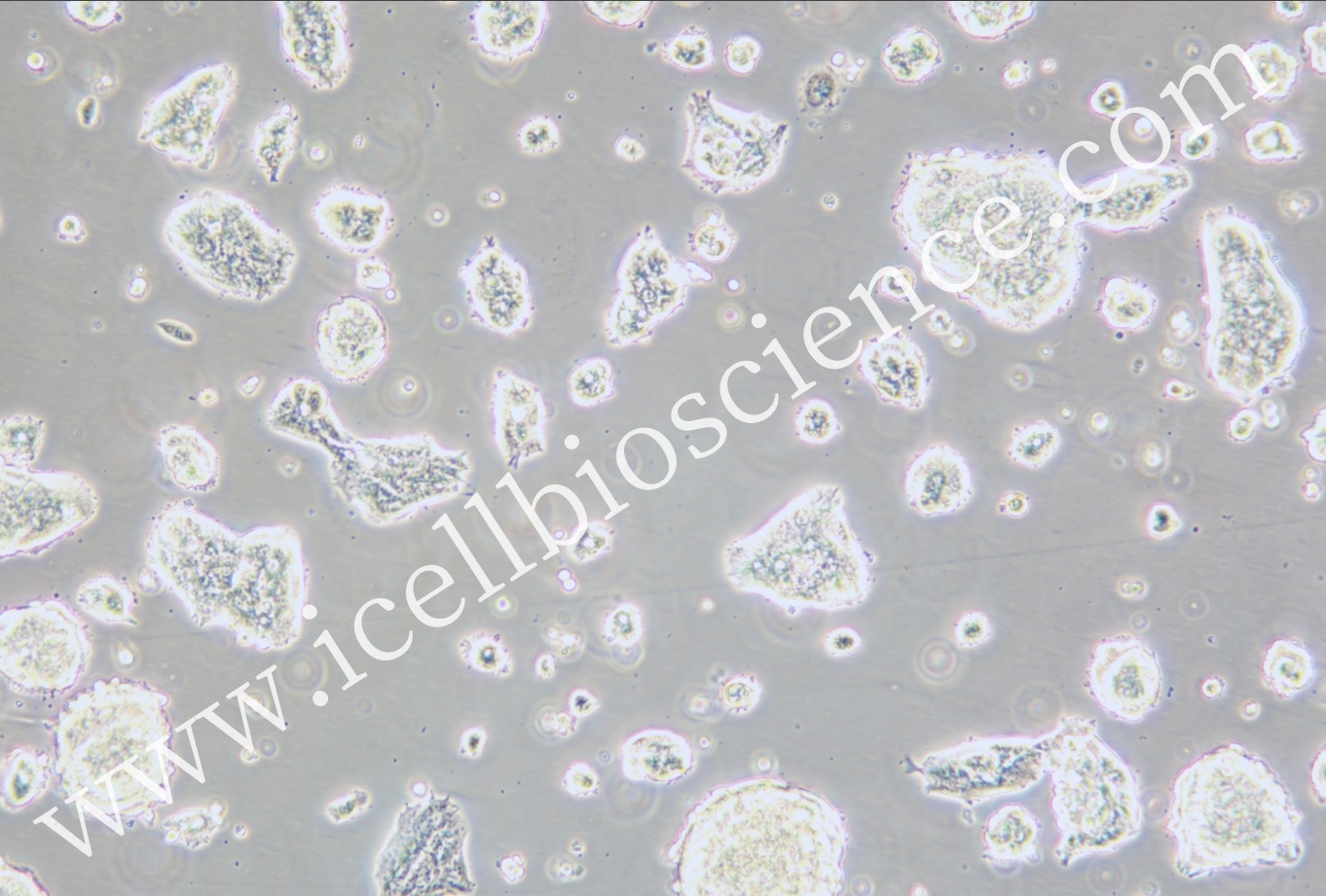 SW1573 人肺泡细胞癌细胞-原代细胞-STR细胞-细胞培养基-镜像绮点生物