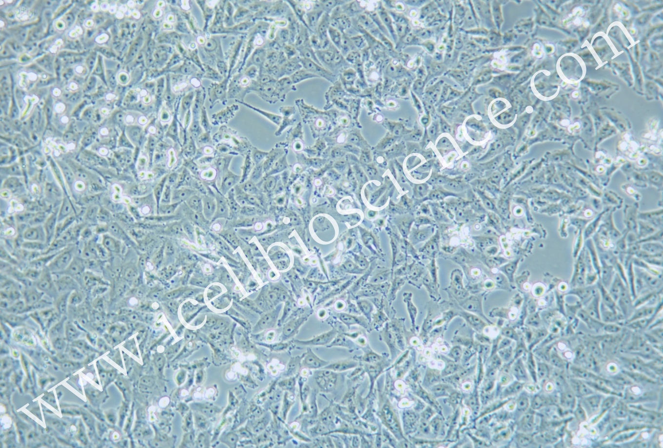 SW1463 人结肠直肠腺癌细胞-原代细胞-STR细胞-细胞培养基-镜像绮点生物