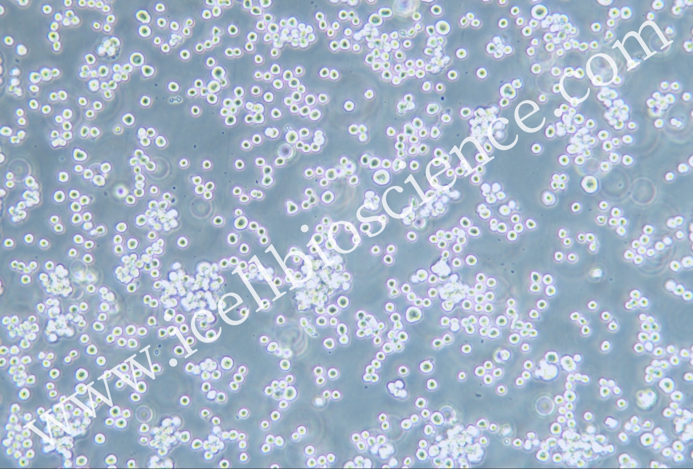 SF21 昆虫卵巢细胞-原代细胞-STR细胞-细胞培养基-镜像绮点生物