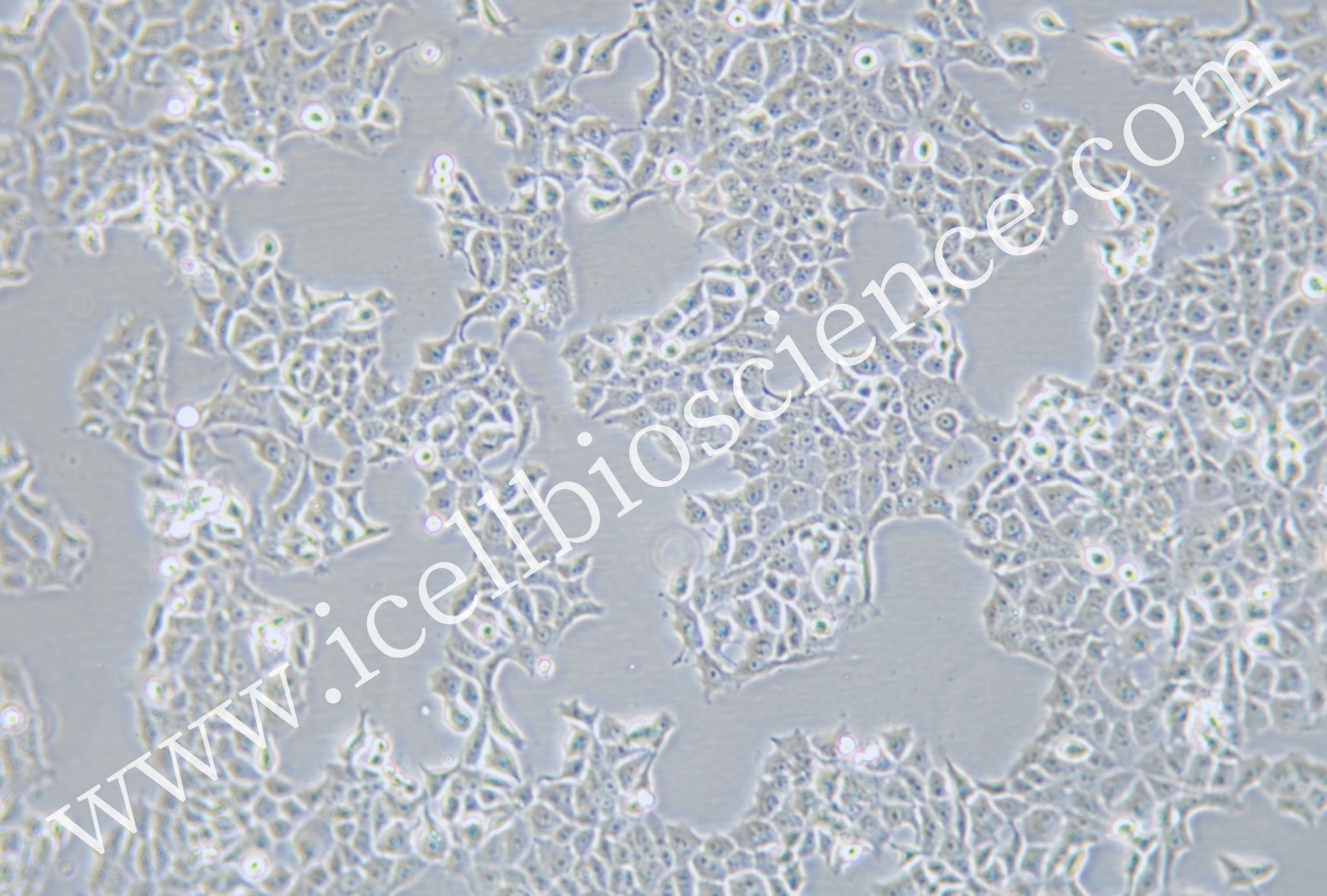 NCI-H322 人非小细胞癌细胞-原代细胞-STR细胞-细胞培养基-镜像绮点生物