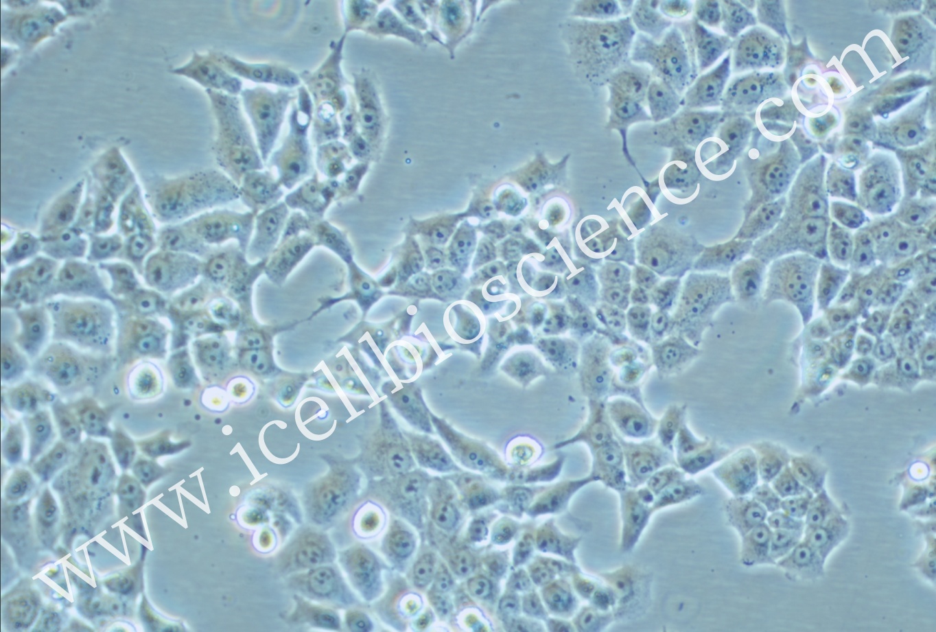 NCI-H322 人非小细胞癌细胞-原代细胞-STR细胞-细胞培养基-镜像绮点生物