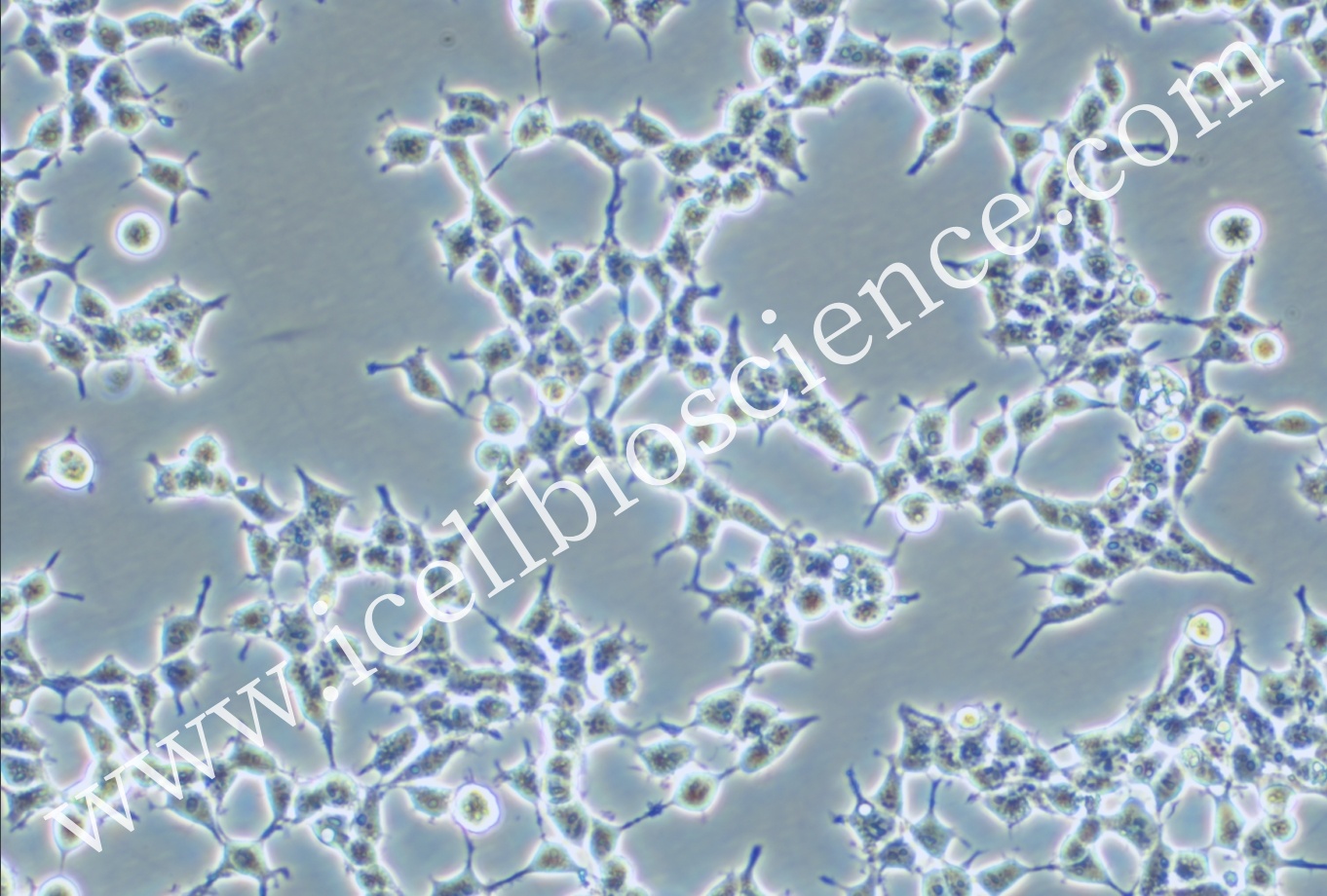 Plat-E 人逆转录病毒包装细胞-原代细胞-STR细胞-细胞培养基-镜像绮点生物