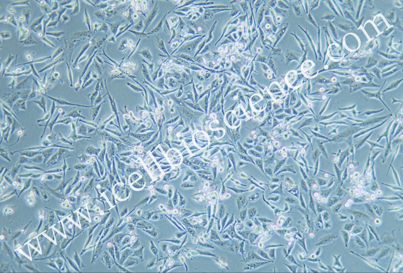 PSN-1 人胰腺癌细胞-原代细胞-STR细胞-细胞培养基-镜像绮点生物