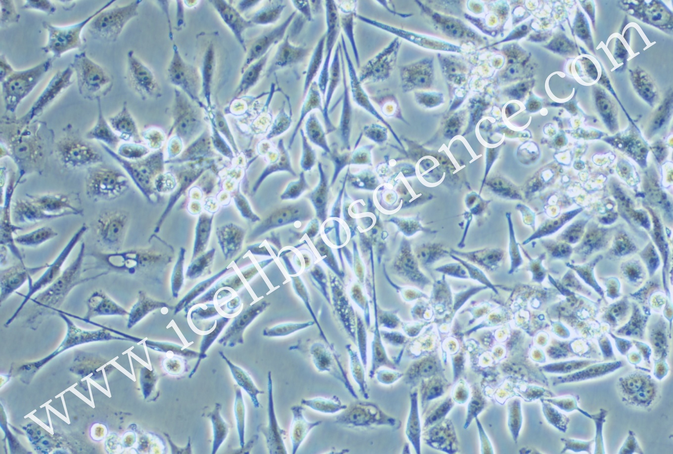 PSN-1 人胰腺癌细胞-原代细胞-STR细胞-细胞培养基-镜像绮点生物
