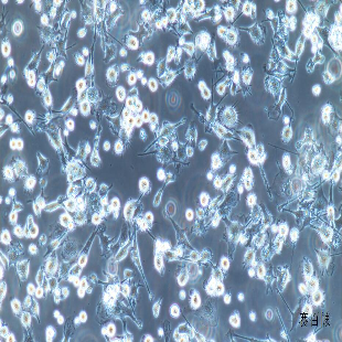 大鼠原代DC细胞-原代细胞-STR细胞-细胞培养基-镜像绮点生物