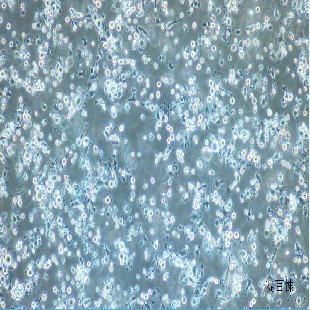 大鼠原代DC细胞-原代细胞-STR细胞-细胞培养基-镜像绮点生物