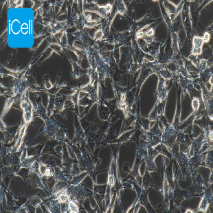 A172 人胶质母细胞瘤细胞-原代细胞-STR细胞-细胞培养基-镜像绮点生物