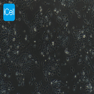 A431 人表皮癌细胞-原代细胞-STR细胞-细胞培养基-镜像绮点生物