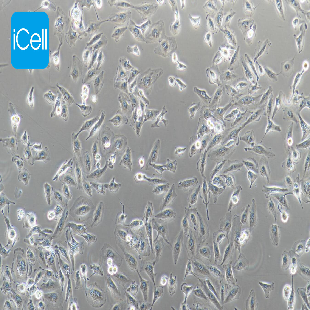 A498 人肾癌细胞-原代细胞-STR细胞-细胞培养基-镜像绮点生物