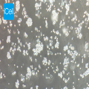 B95-8 EBV 转化的绒猴白细胞（暂不提供）-原代细胞-STR细胞-细胞培养基-镜像绮点生物