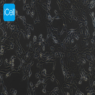 BEAS-2B 人支气管上皮细胞-原代细胞-STR细胞-细胞培养基-镜像绮点生物