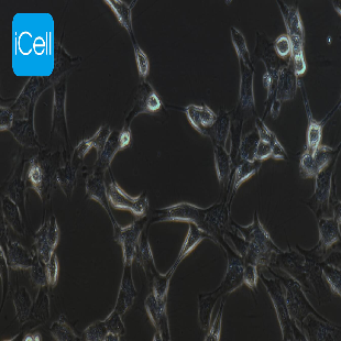 BEAS-2B 人支气管上皮细胞-原代细胞-STR细胞-细胞培养基-镜像绮点生物