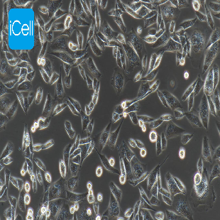 CHO-K1 中国仓鼠卵巢细胞k1 亚克隆系 -原代细胞-STR细胞-细胞培养基-镜像绮点生物