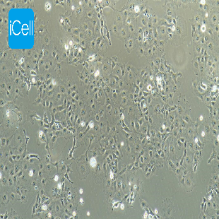 COS-7 非洲绿猴肾细胞 SV40转化 -原代细胞-STR细胞-细胞培养基-镜像绮点生物