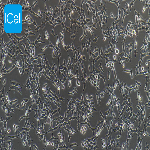 ES-2 人卵巢透明细胞癌细胞-Human Ovarian Clear Cell Carcinoma Cells | EIAab