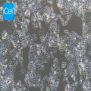 GES-1 人胃黏膜上皮细胞-原代细胞-STR细胞-细胞培养基-镜像绮点生物