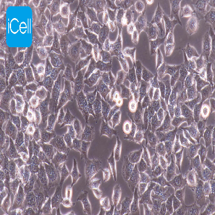 HCC-LM3 高转移人肝癌细胞-原代细胞-STR细胞-细胞培养基-镜像绮点生物