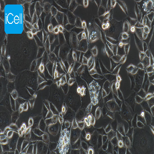 HCT-15/5FU 人结直肠癌氟尿嘧啶耐药株-原代细胞-STR细胞-细胞培养基-镜像绮点生物