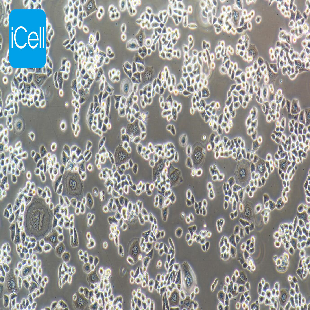 HCT-15/Taxol 人结肠癌紫杉醇耐药株-原代细胞-STR细胞-细胞培养基-镜像绮点生物