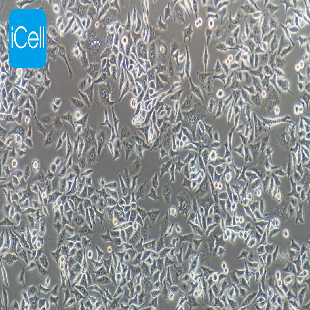 HELA-S3 人宫颈癌细胞-原代细胞-STR细胞-细胞培养基-镜像绮点生物