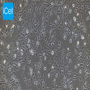HMEC-1 人微血管內皮細胞株-原代细胞-STR细胞-细胞培养基-镜像绮点生物