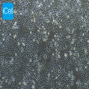 HT-29 人结肠癌细胞-原代细胞-STR细胞-细胞培养基-镜像绮点生物