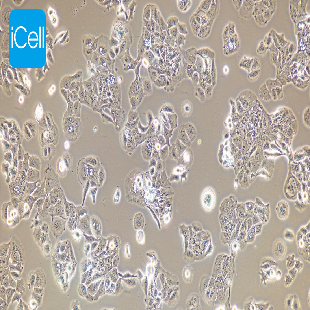 HT-1376 人膀胱癌细胞-原代细胞-STR细胞-细胞培养基-镜像绮点生物