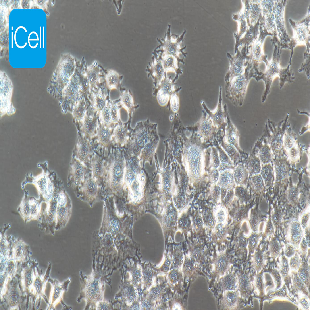 huh-7 人肝癌细胞-原代细胞-STR细胞-细胞培养基-镜像绮点生物