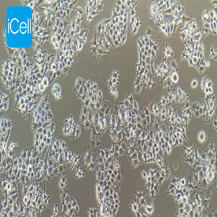 huh-7 人肝癌细胞-原代细胞-STR细胞-细胞培养基-镜像绮点生物