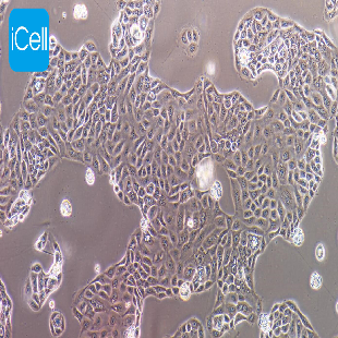 PANC 05.04 人胰腺癌细胞 -原代细胞-STR细胞-细胞培养基-镜像绮点生物