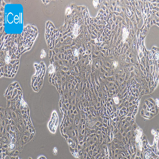 PANC 05.04 人胰腺癌细胞 -原代细胞-STR细胞-细胞培养基-镜像绮点生物