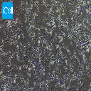 OP9 小鼠骨髓基质细胞-原代细胞-STR细胞-细胞培养基-镜像绮点生物