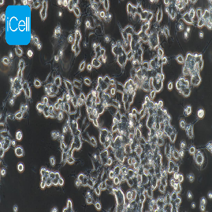 neuro-2a（N2A）小鼠脑神经瘤细胞-原代细胞-STR细胞-细胞培养基-镜像绮点生物