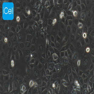 NCI-H1650 人肺支气管癌细胞-原代细胞-STR细胞-细胞培养基-镜像绮点生物