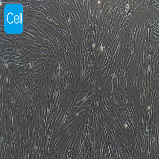 MRC-5 人胚肺成纤维细胞（有限细胞系）-原代细胞-STR细胞-细胞培养基-镜像绮点生物