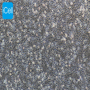 MLE-12 小鼠肺上皮细胞-原代细胞-STR细胞-细胞培养基-镜像绮点生物