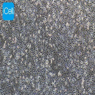MLE-12 小鼠肺上皮细胞-原代细胞-STR细胞-细胞培养基-镜像绮点生物