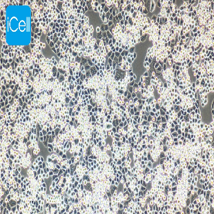MDA-kb2 人乳腺癌细胞-原代细胞-STR细胞-细胞培养基-镜像绮点生物