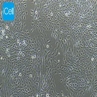MCF-10A 人乳腺上皮细胞-原代细胞-STR细胞-细胞培养基-镜像绮点生物
