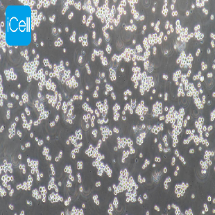 K562 人慢性骨髓性白血病细胞系-原代细胞-STR细胞-细胞培养基-镜像绮点生物