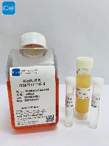iCell原代周细胞培养体系-原代细胞-STR细胞-细胞培养基-镜像绮点生物