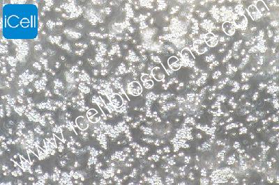 L5178Y TK 小鼠淋巴瘤细胞-原代细胞-STR细胞-细胞培养基-镜像绮点生物