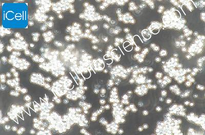 L5178Y TK 小鼠淋巴瘤细胞-原代细胞-STR细胞-细胞培养基-镜像绮点生物