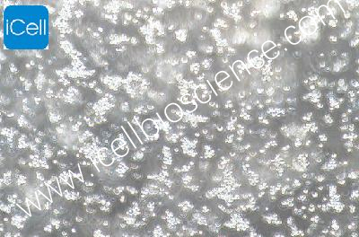 L5178Y TK 小鼠淋巴瘤细胞-原代细胞-STR细胞-细胞培养基-镜像绮点生物