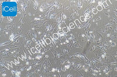 hTERT-HPNE 人胰腺导管细胞 -原代细胞-STR细胞-细胞培养基-镜像绮点生物