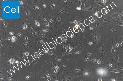 小鼠原代DRG神经元细胞-原代细胞-STR细胞-细胞培养基-镜像绮点生物