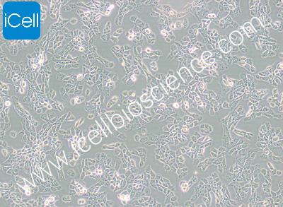 EMT6 小鼠乳腺癌细胞-原代细胞-STR细胞-细胞培养基-镜像绮点生物