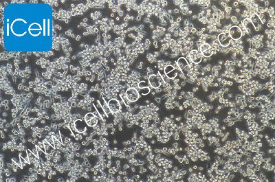 MC38+luc 小鼠结肠癌细胞稳定表达荧光素酶-原代细胞-STR细胞-细胞培养基-镜像绮点生物